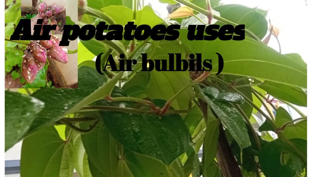 Air potatoes plants &uses#airpotato #organicgardening #organicharvest # ...