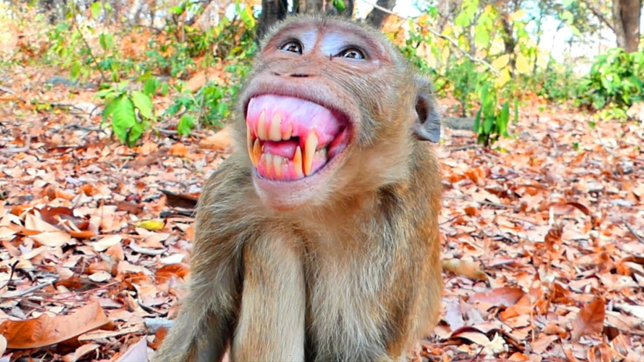 Really Funny !Monkey TOGOM waiting to smile get food from guy -look so ...