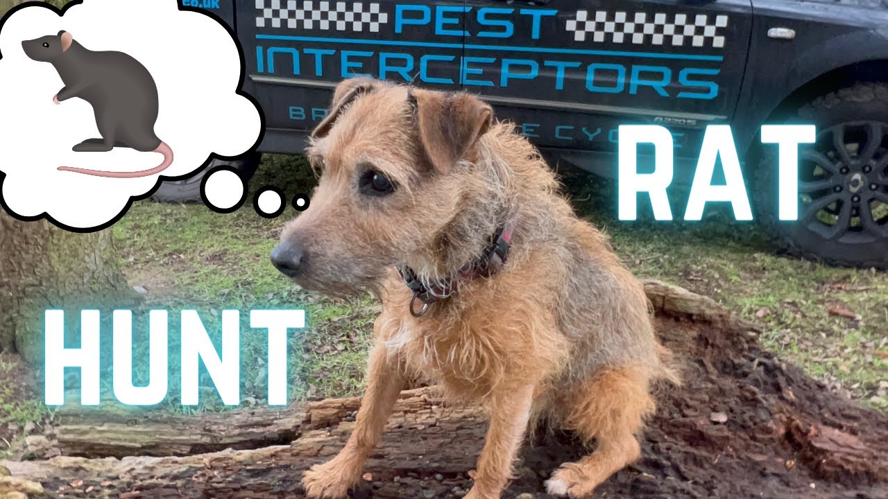 TERRIER at WORK!!! RATS BEWARE!!! - YouTube