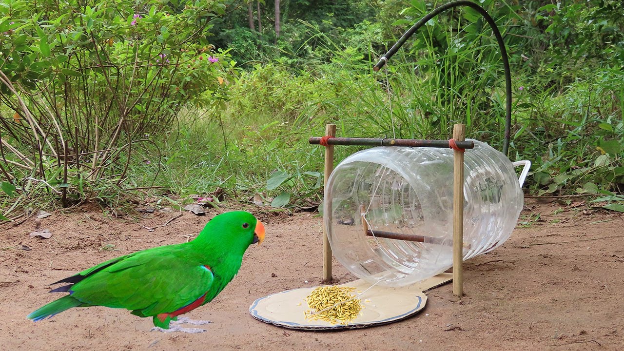 Creative Unique Quick Parrot Trap Using 5 Liters Bottle, Paper And ...