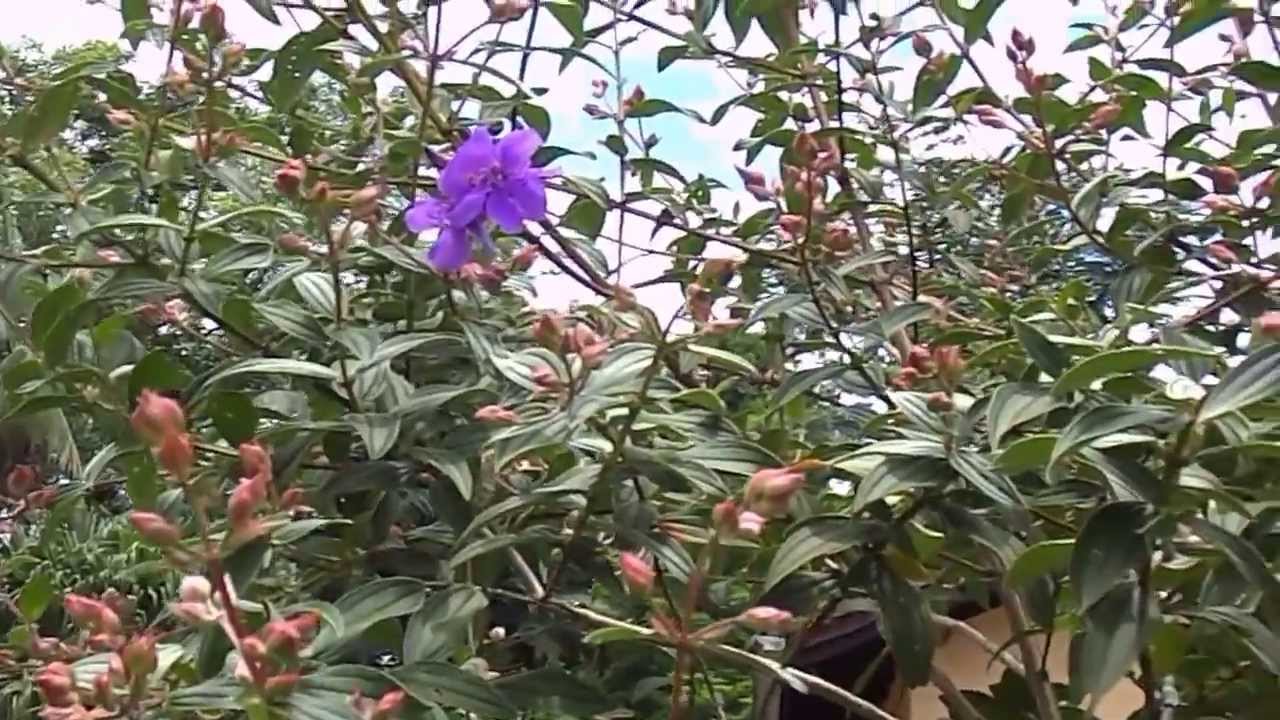 Jacatirão da Mata Atlântica - Joinville/SC - YouTube