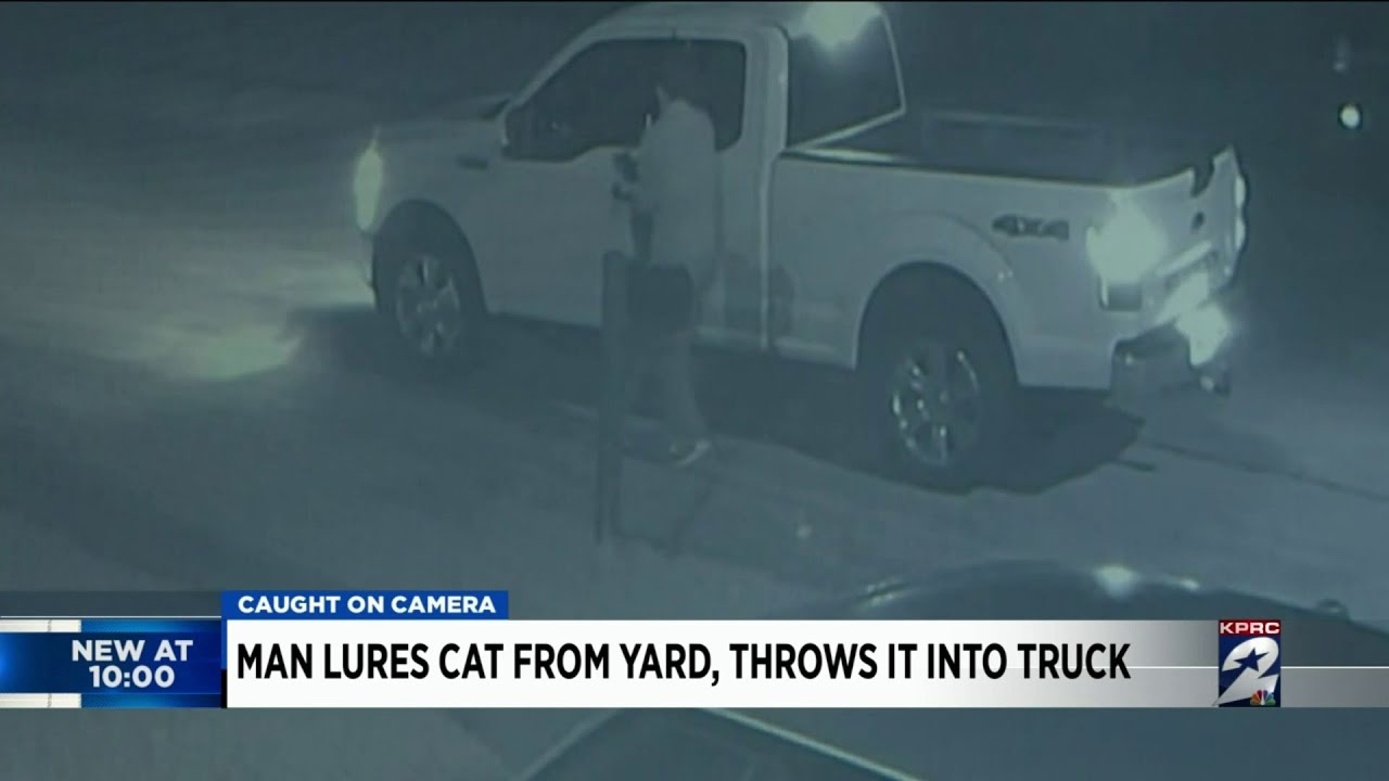 Man lures cat from yard, throws it into truck - YouTube