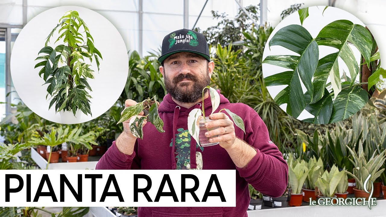 Pothos pinnatum “Albo Variegata”, facciamo la talea di una pianta rara ...