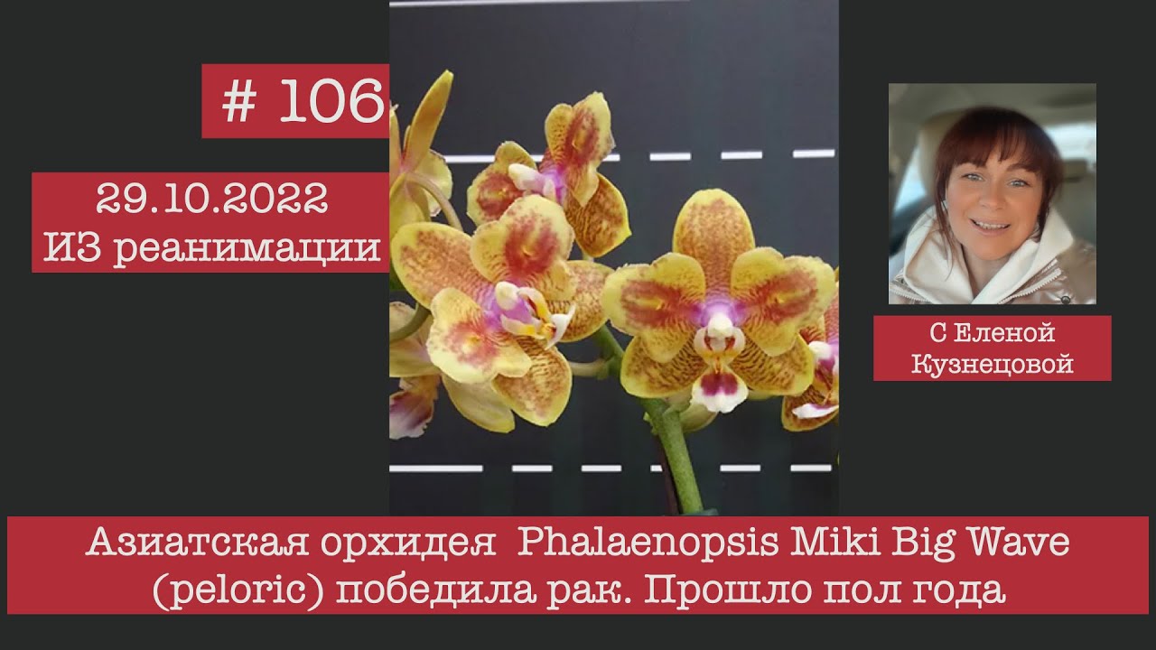 # 106 Азиатская орхидея Phalaenopsis Miki Big Wave peloric победила рак ...