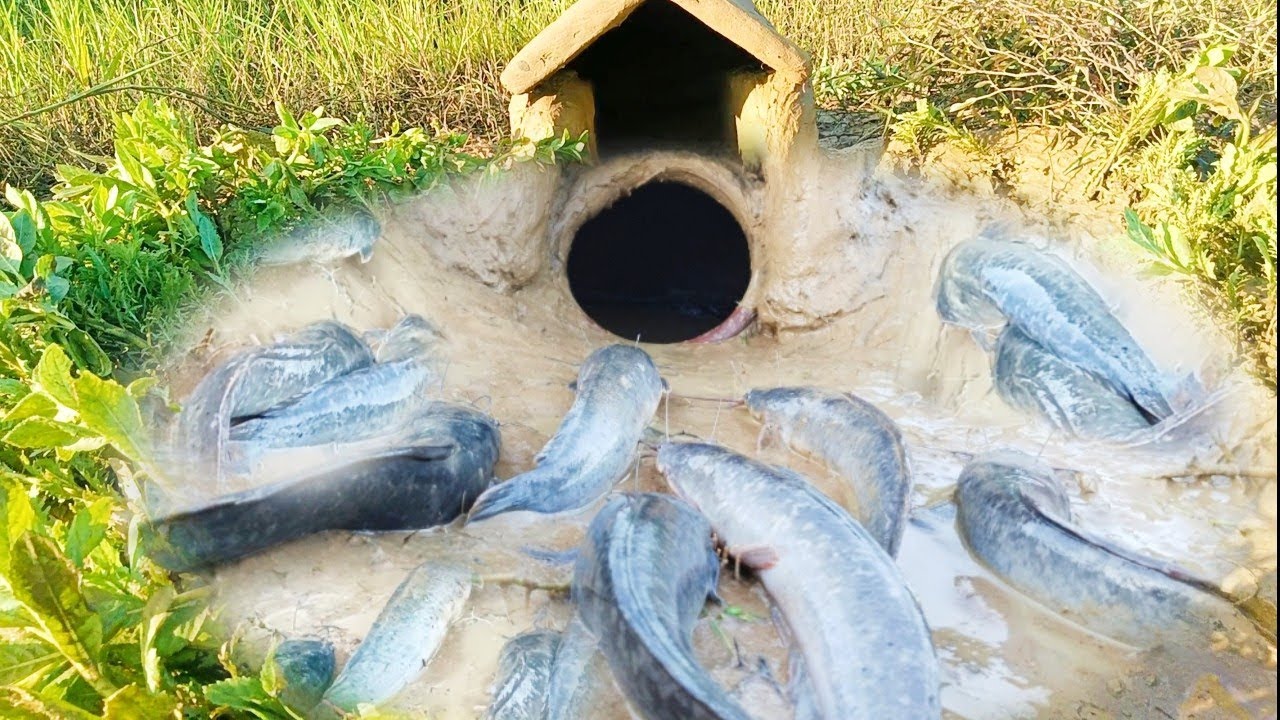 Beautiful Fish House || Underground Pit Fishing Trap || National ...