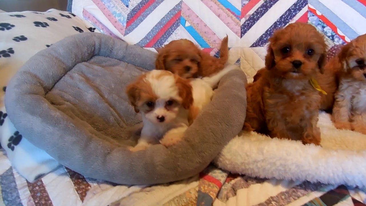 7 1/2 week old Cavapoos - YouTube