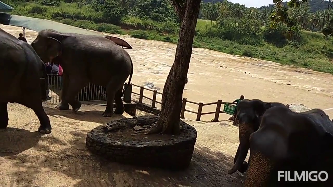 Pinnawala Elephant Orphanage at Kandy Sri Lanka - YouTube
