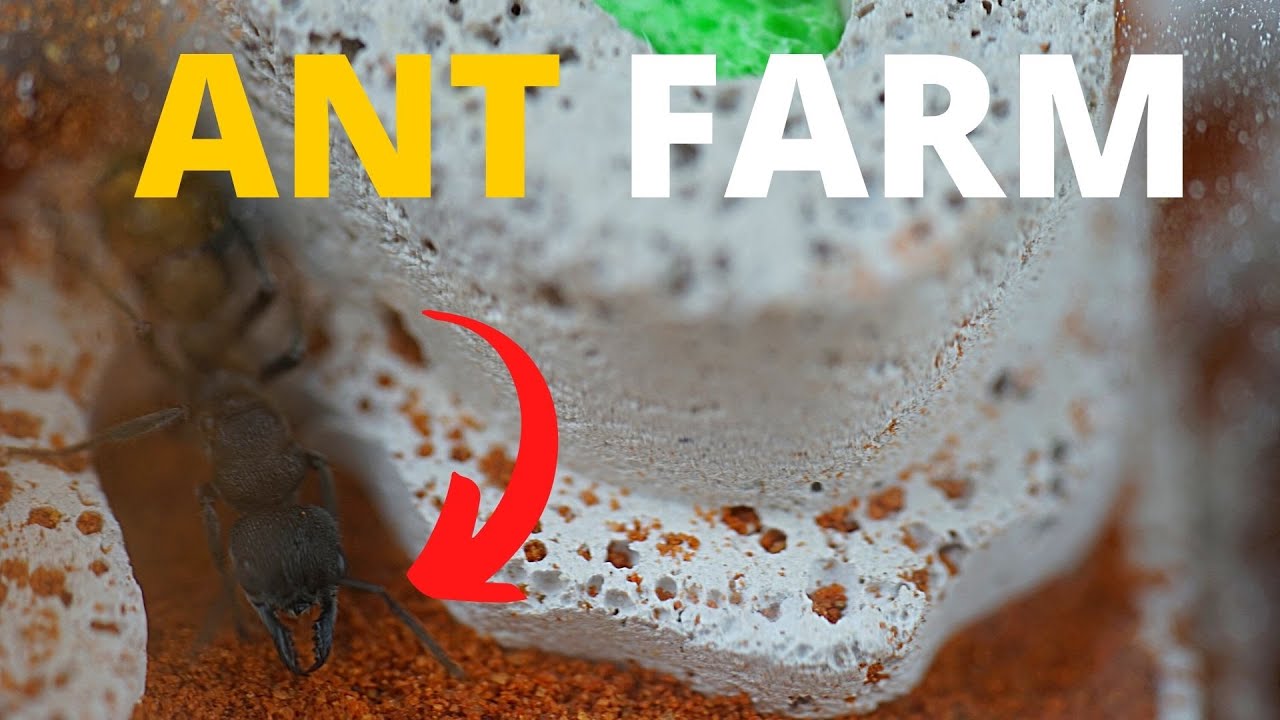 MOVING MY BULL ANT TO AN AUS ANTS YTONG NEST!! - YouTube