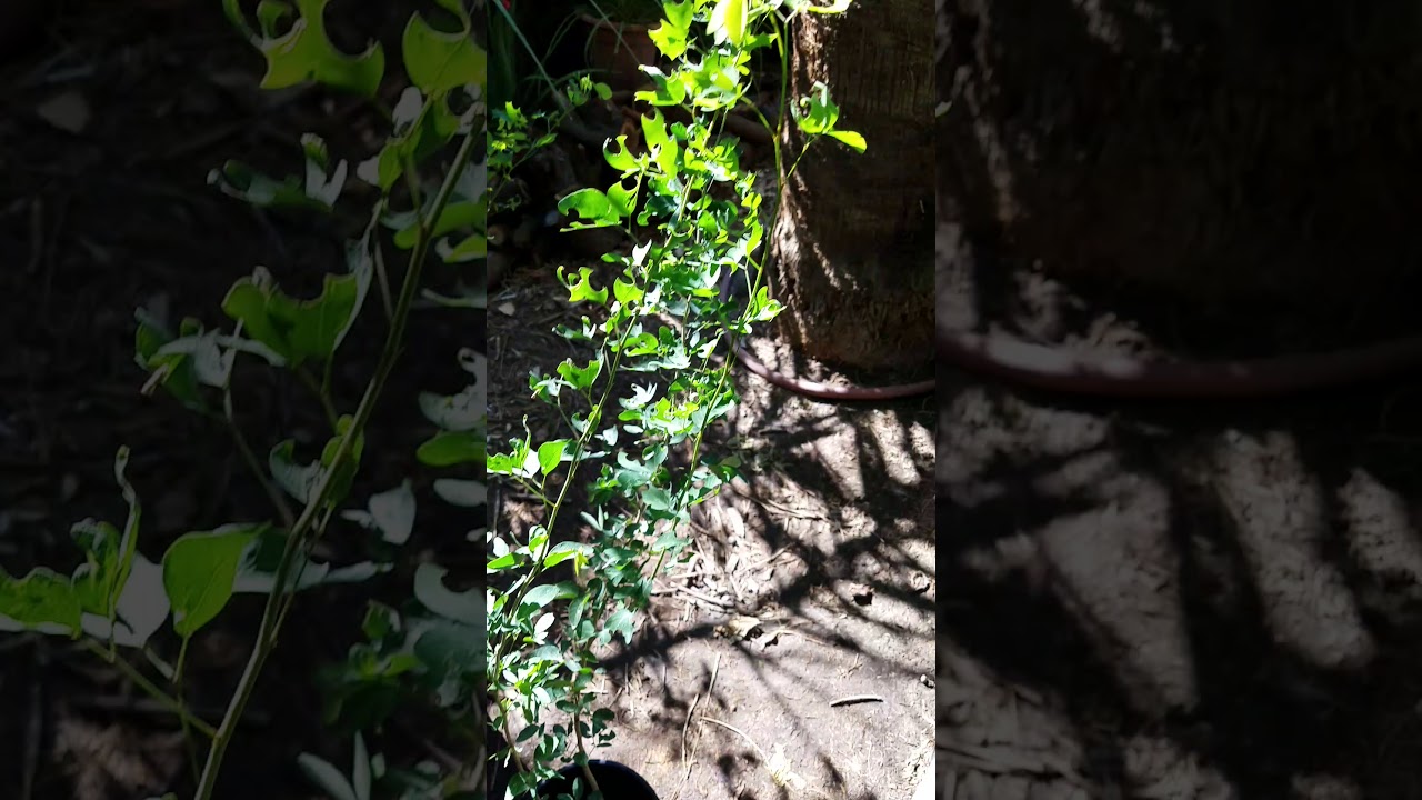 Guamuchil trees - YouTube