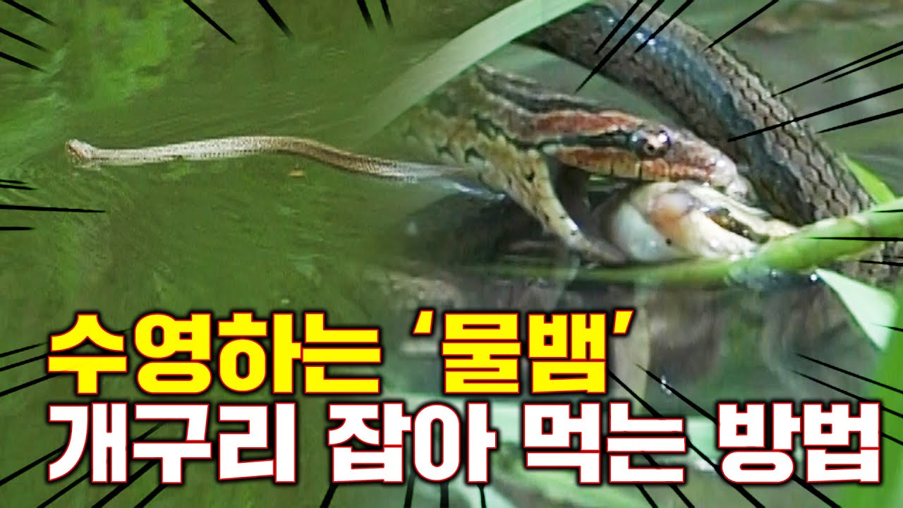 물뱀 추적하다 앗따거 벌에 쏘인 전문가 무자치 물뱀 개구리 잡아먹는 법 잠수하는 유일한 뱀 Youtube