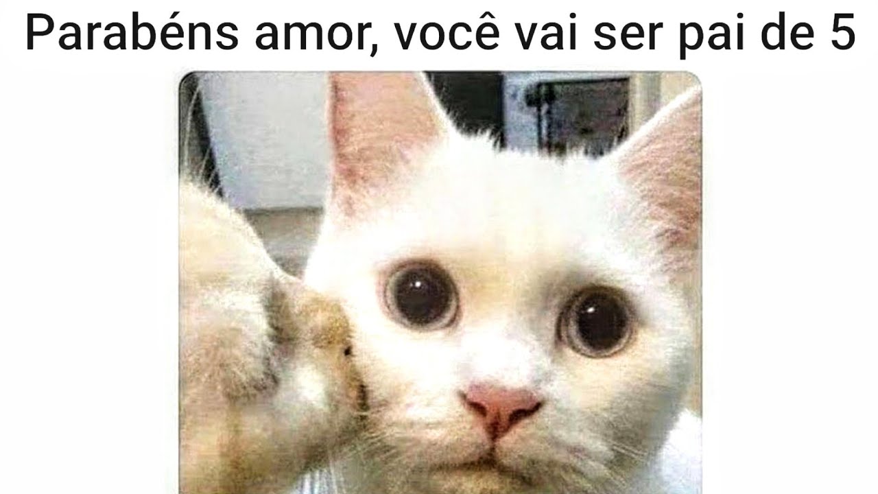 MEMES EM IMAGENS - PARABÉNS AMOR, VOCÊ VAI SER PAI DE 5 😮 || #231 - YouTube