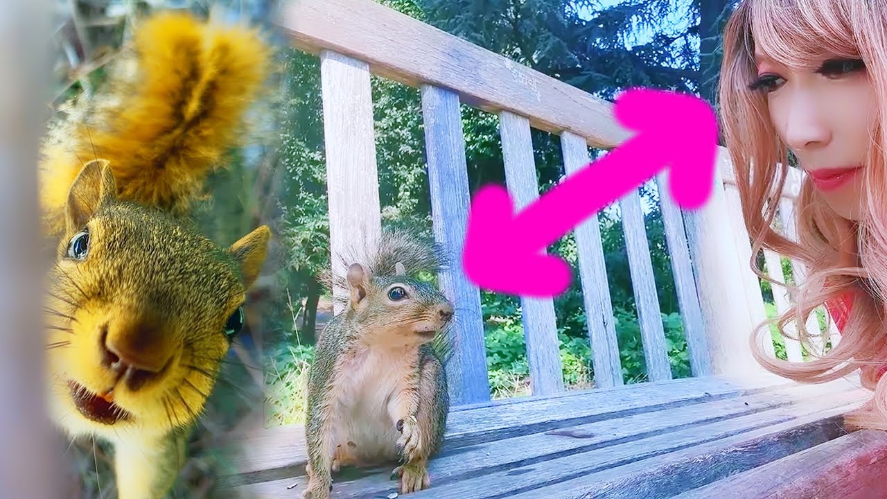 Bench Buddies: My Story of Becoming Besties with Campus Squirrels🐿️🐿️🤗💖 ...