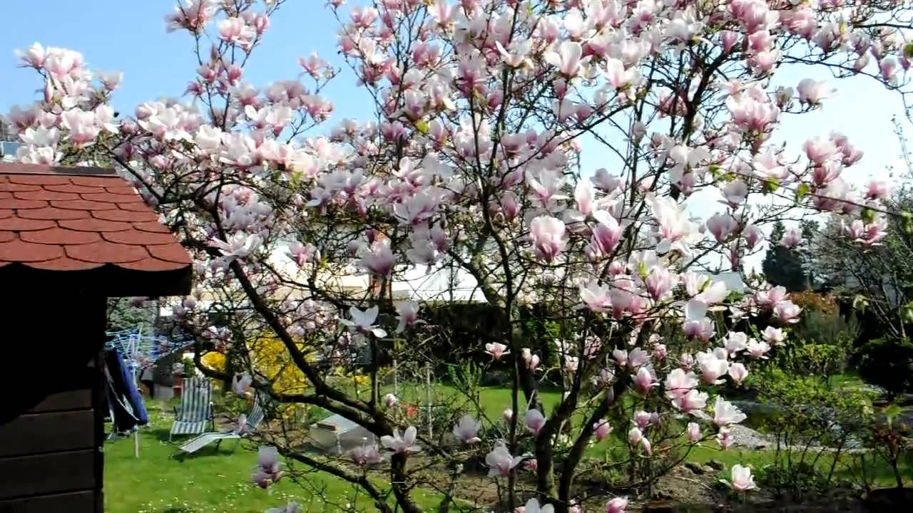Unser schöner Magnolienbaum in voller Blüte (HD) - YouTube