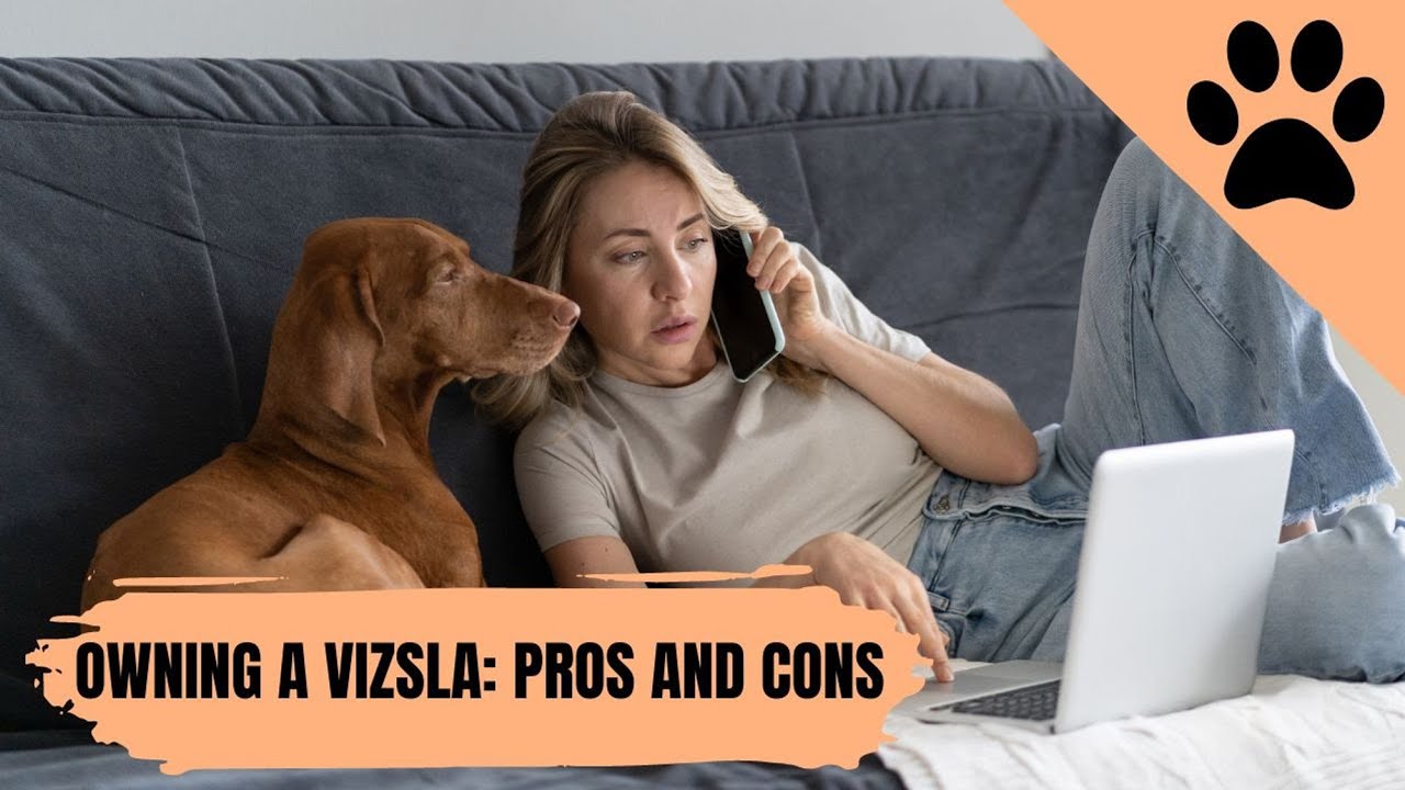 Son Vizslas Buenas Mascotas Familiares