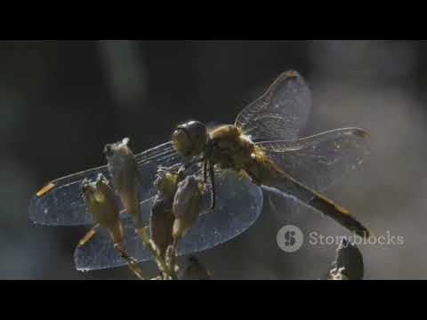Asimmitrical flight of Dragonfly by using Scorpion Jet Engines instead of wings - YouTube