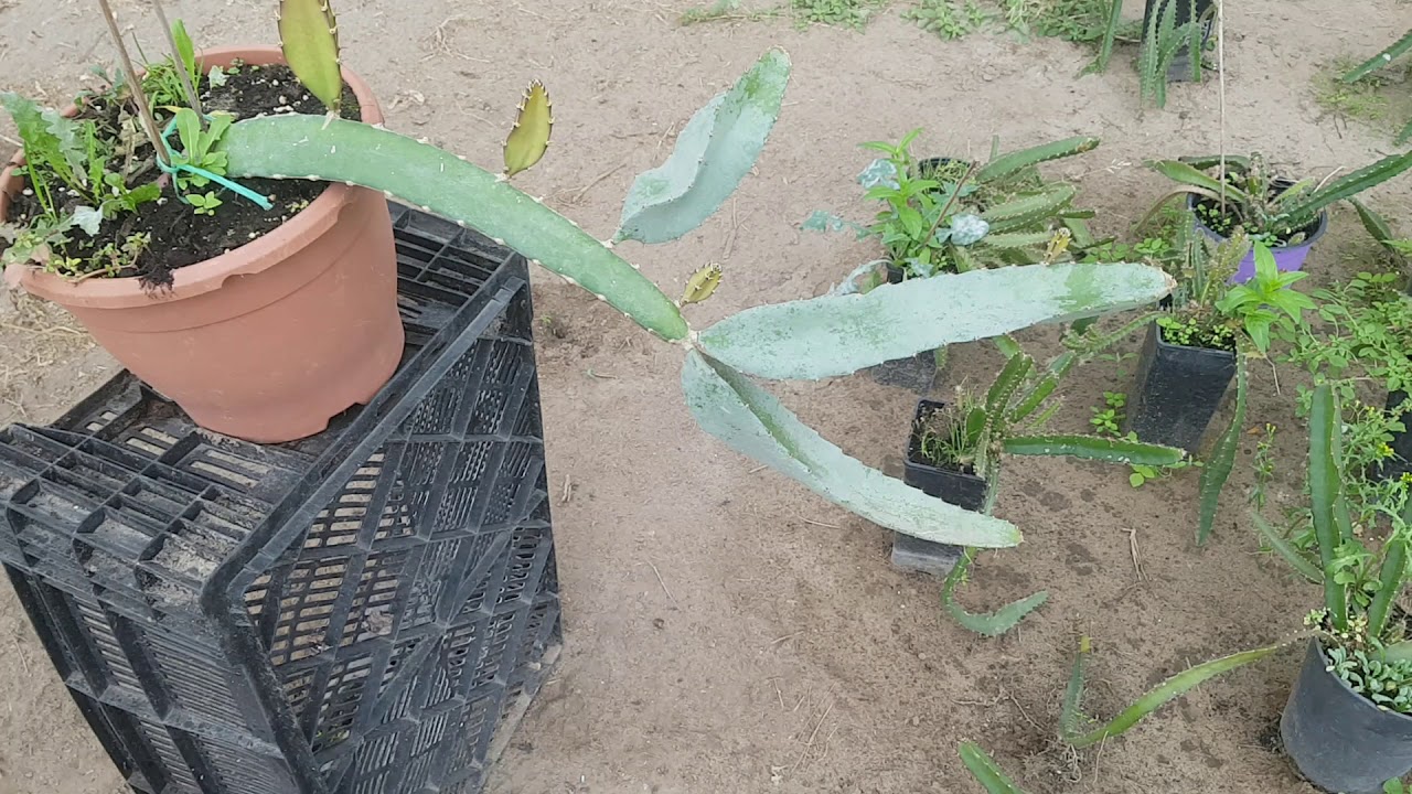 Lisa dragon fruit variety with new growth - YouTube