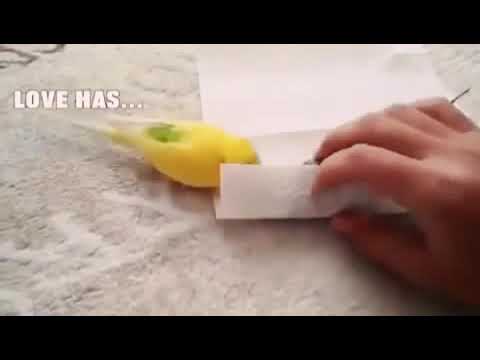 Bir quşun öbrü akadaşına sadakadı