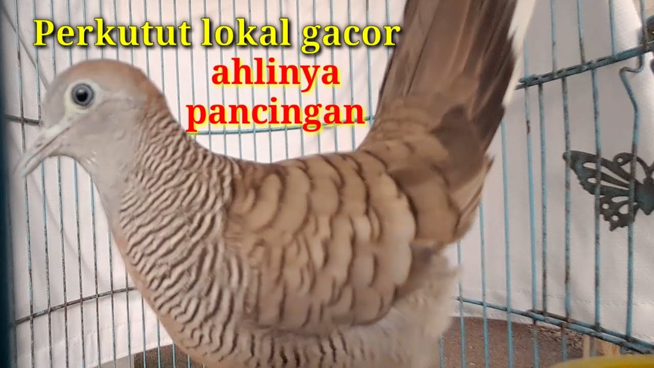 perkutut lokal gacor mbekur ini ampuh buat pancingan perkutut jawa dan perkutut ombyokan - YouTube