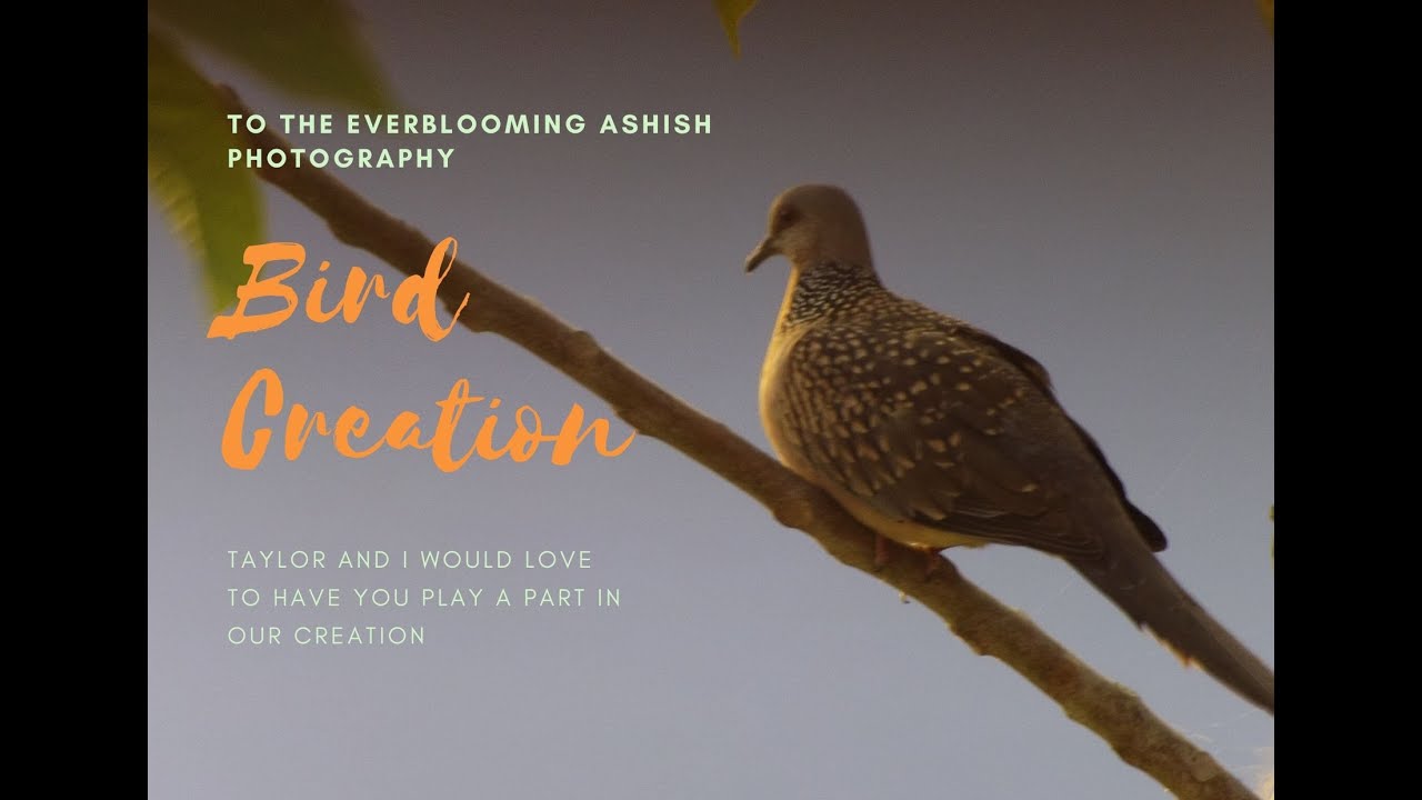 Bird Creation - YouTube