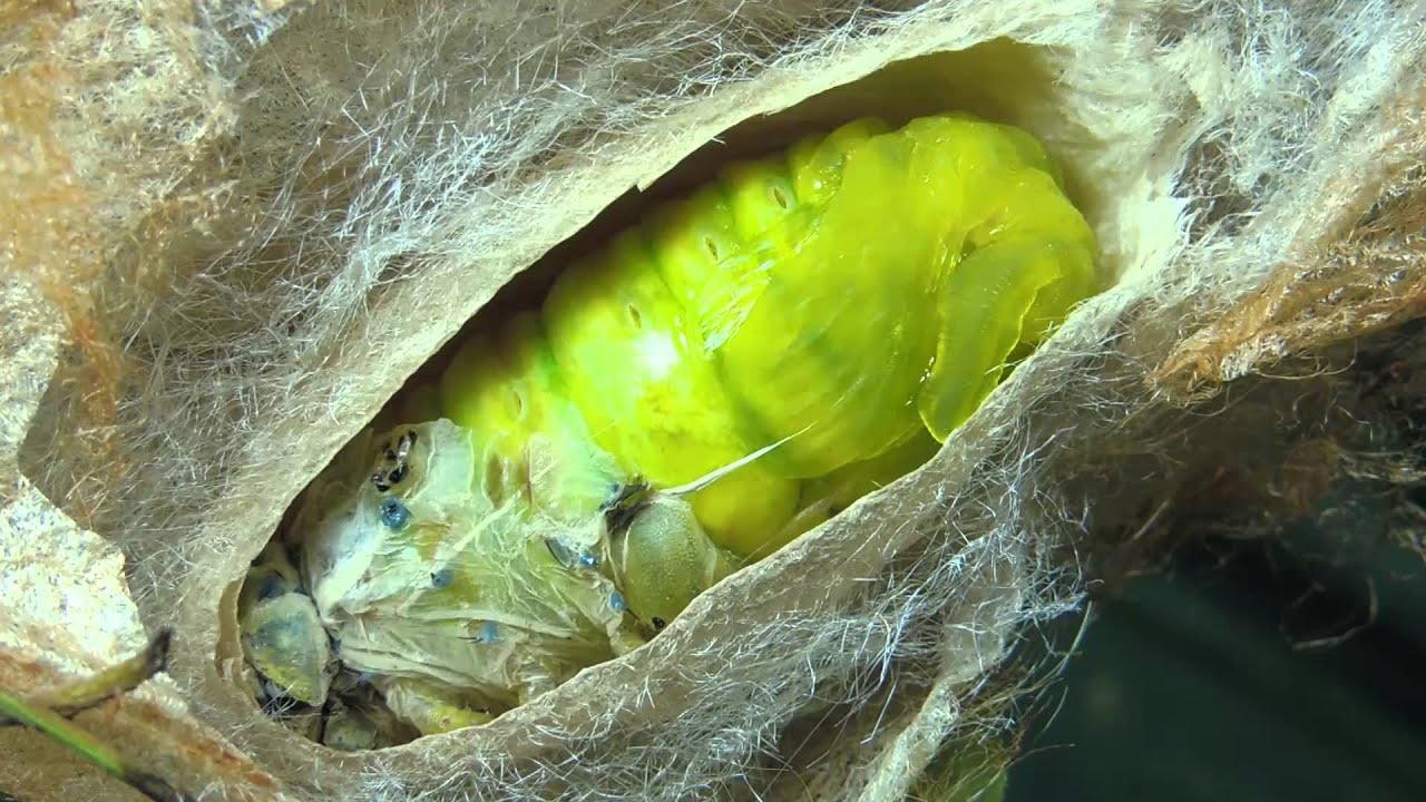 Cecropia Prepupa to Pupa Eclose - YouTube