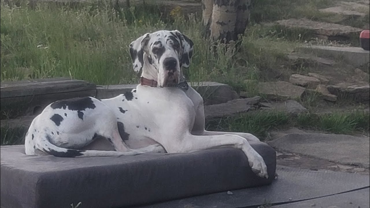 Great dane howling - YouTube