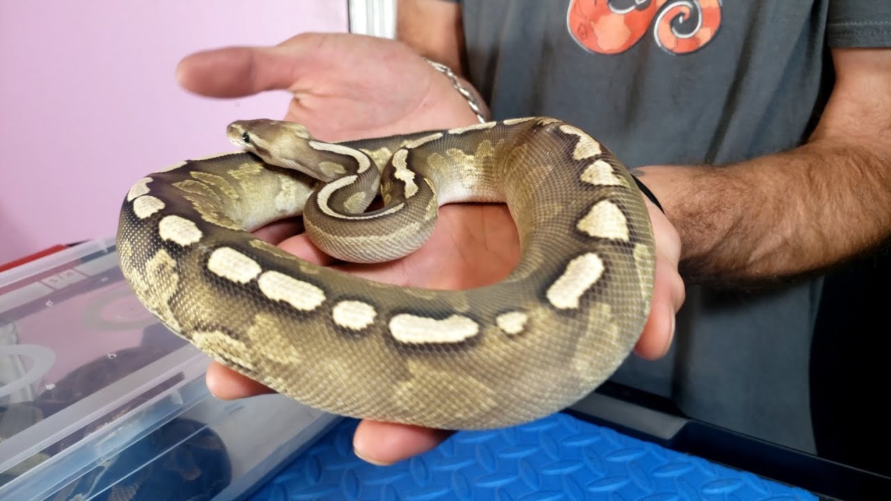 CLOWN Ball Python HOLDBACKS. | Dean Masse - YouTube