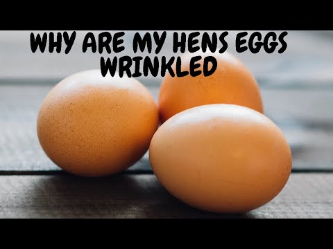 Why Are My Hens Eggs Wrinkled - YouTube