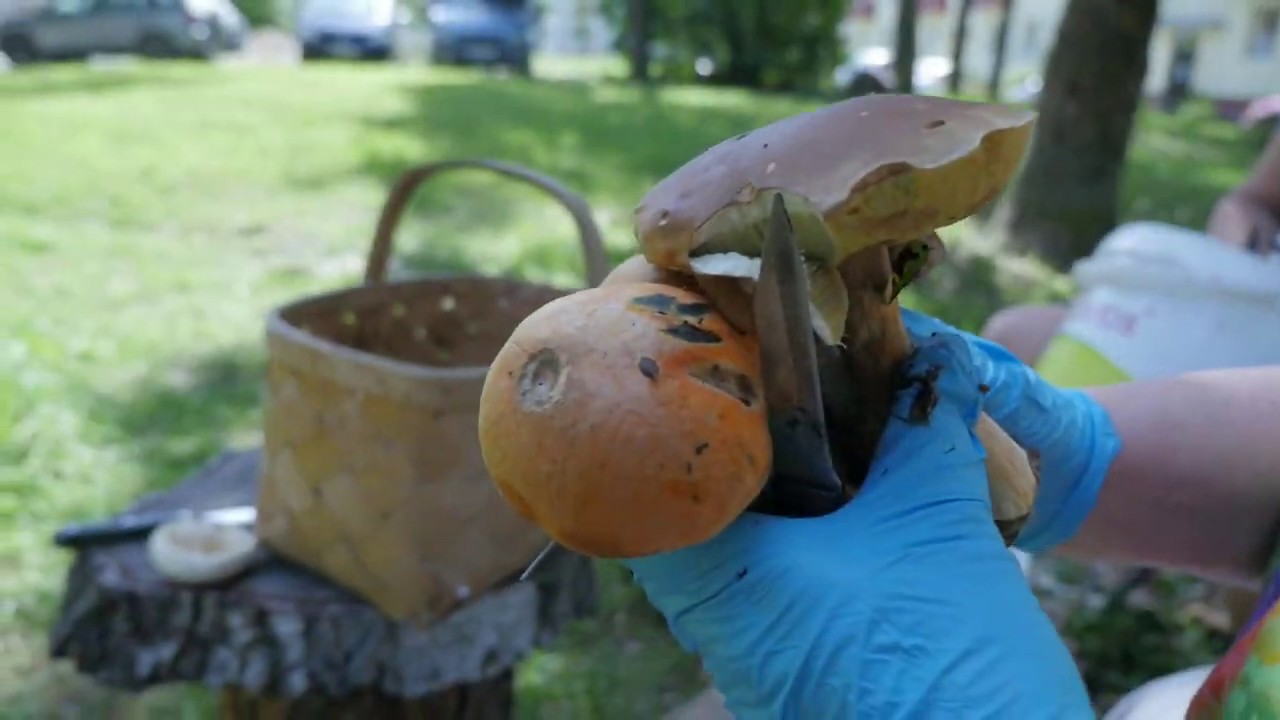 Озеро Клоога / Klooga järv Красивые места в Харьюмаа - YouTube