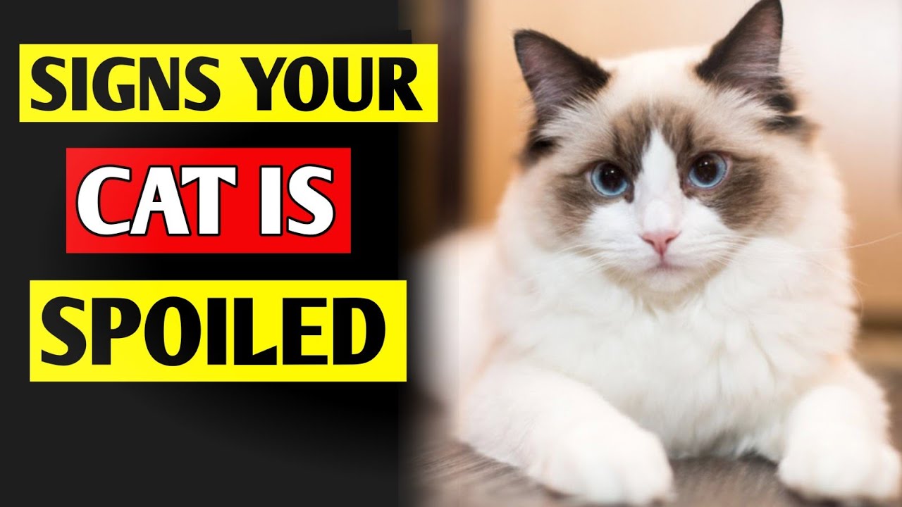 Is your cat spoiled? 12 signs your cat is spoiled - YouTube