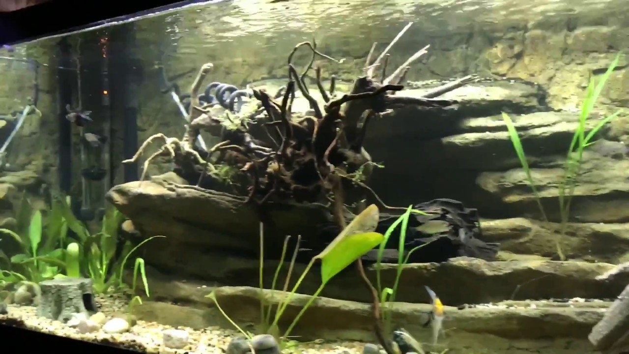 75 Gallon Amazon River Flooded Forest Tank Part 2 - YouTube