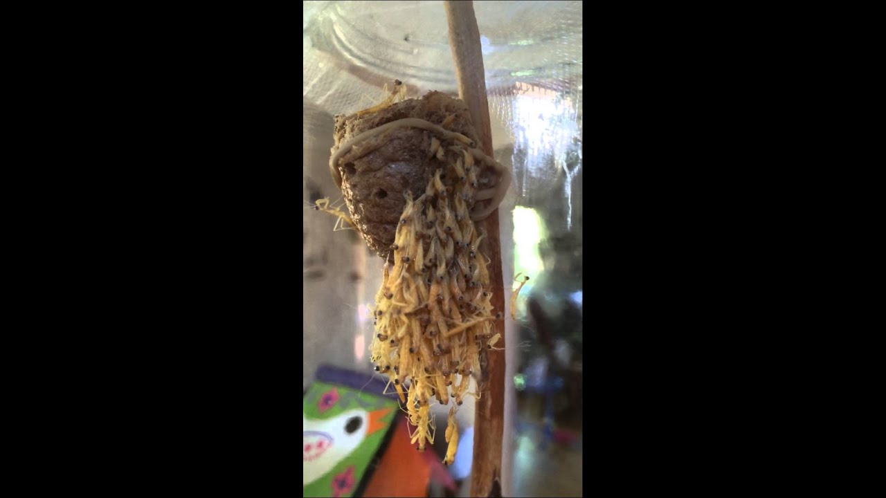 Alien Birth! - YouTube