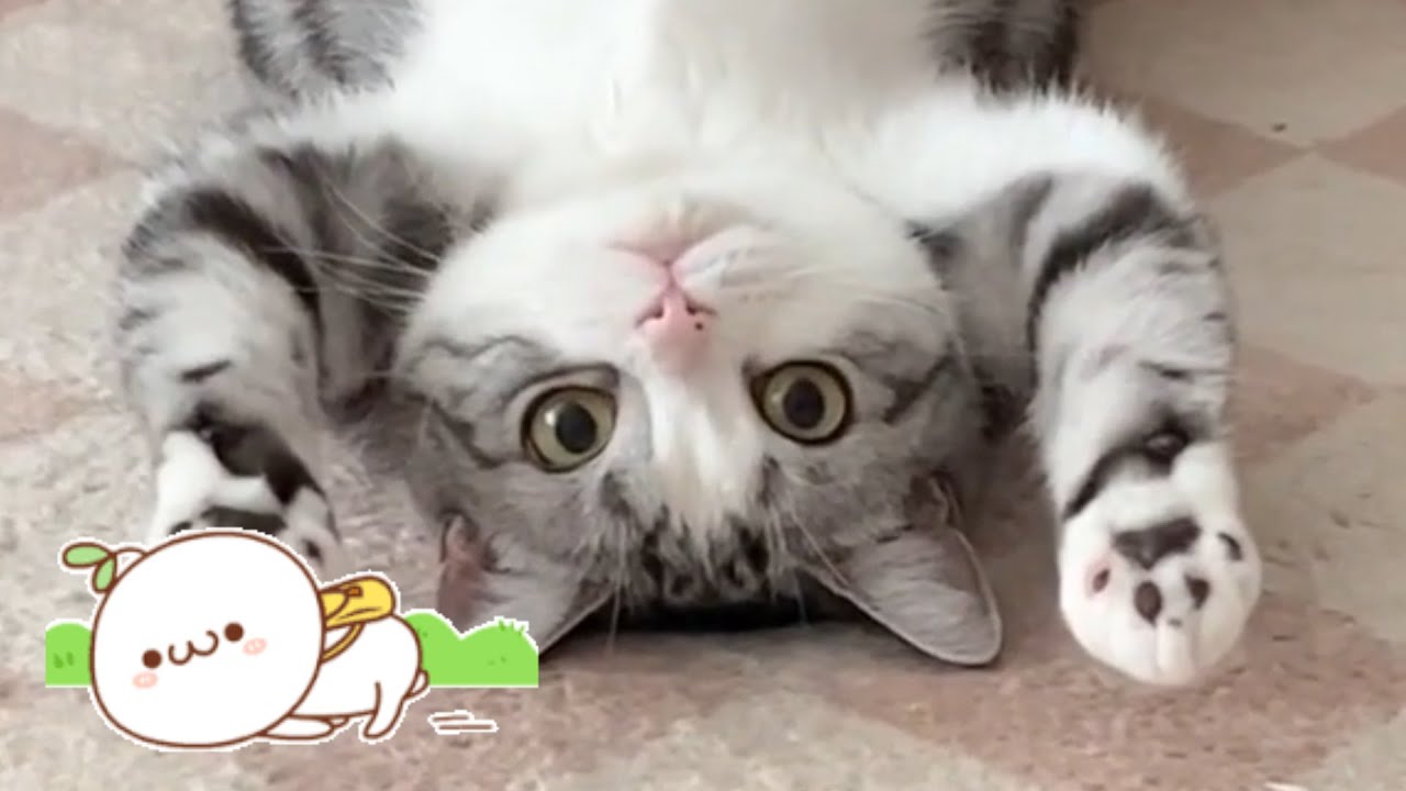 Kucing Lucu - Kumpulan Kucing Lucu - Kucing Imut || Funny Cat - Funny ...