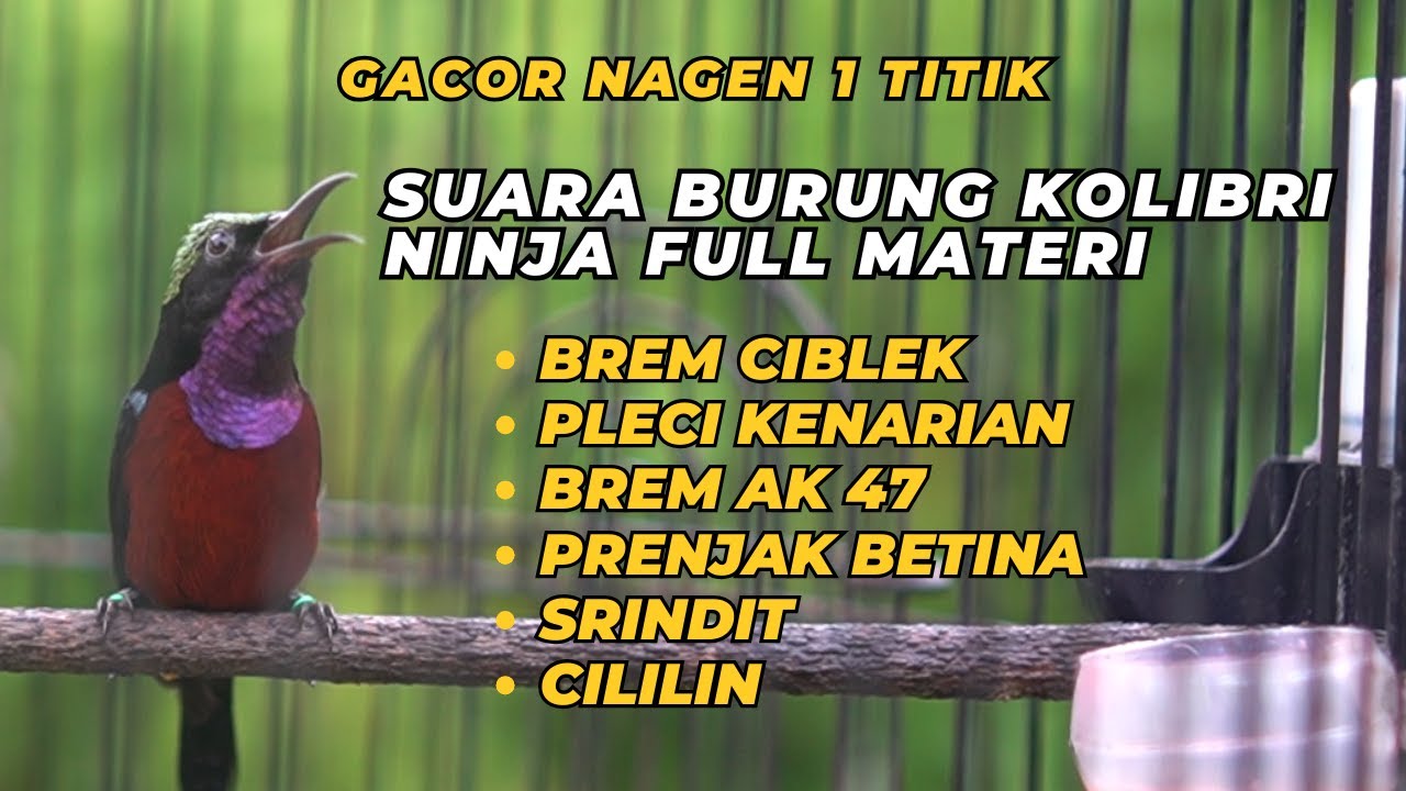 SUARA BURUNG KOLIBRI NINJA GACOR FULL MATERI NAGEN 1 TITIK // MASTERAN ...