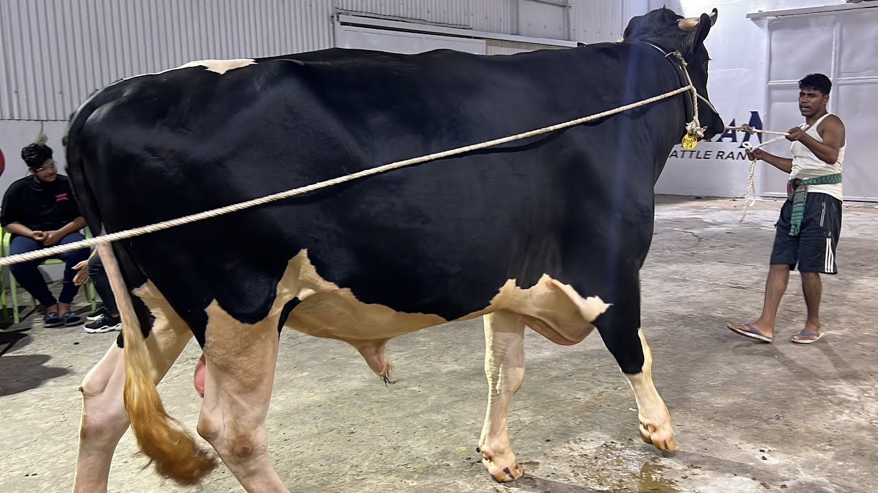 1000KG Giant Austral Bull | Khan Cattle Ranch | Chorom Pagla Ranch ...