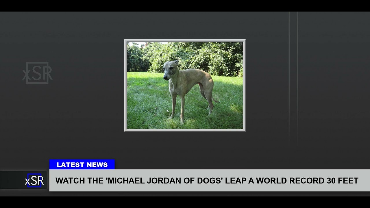Watch The Michael Jordan Of Dogs Leap A World Record 30 Feet - YouTube