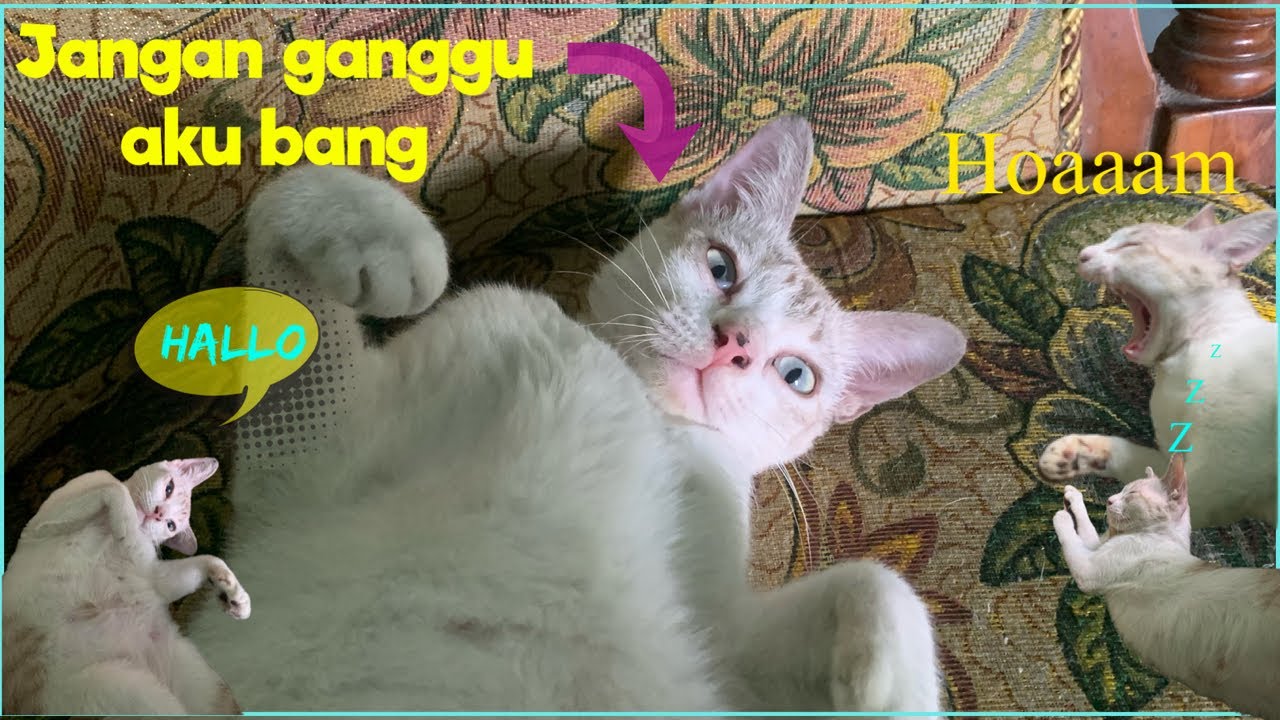 Hallo !!! Mengganggu kucing tidur malah di gigit - YouTube