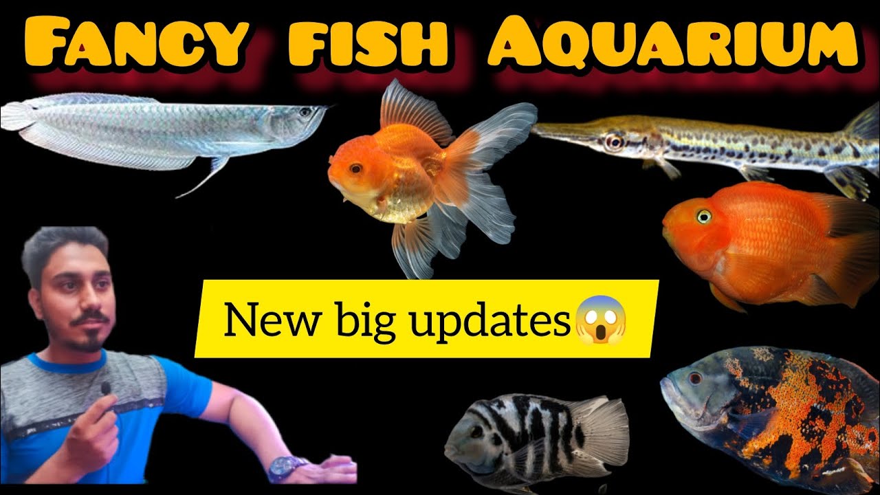 Fancy Fish Aquarium All Imported High Quality Fish stock Update at Low ...