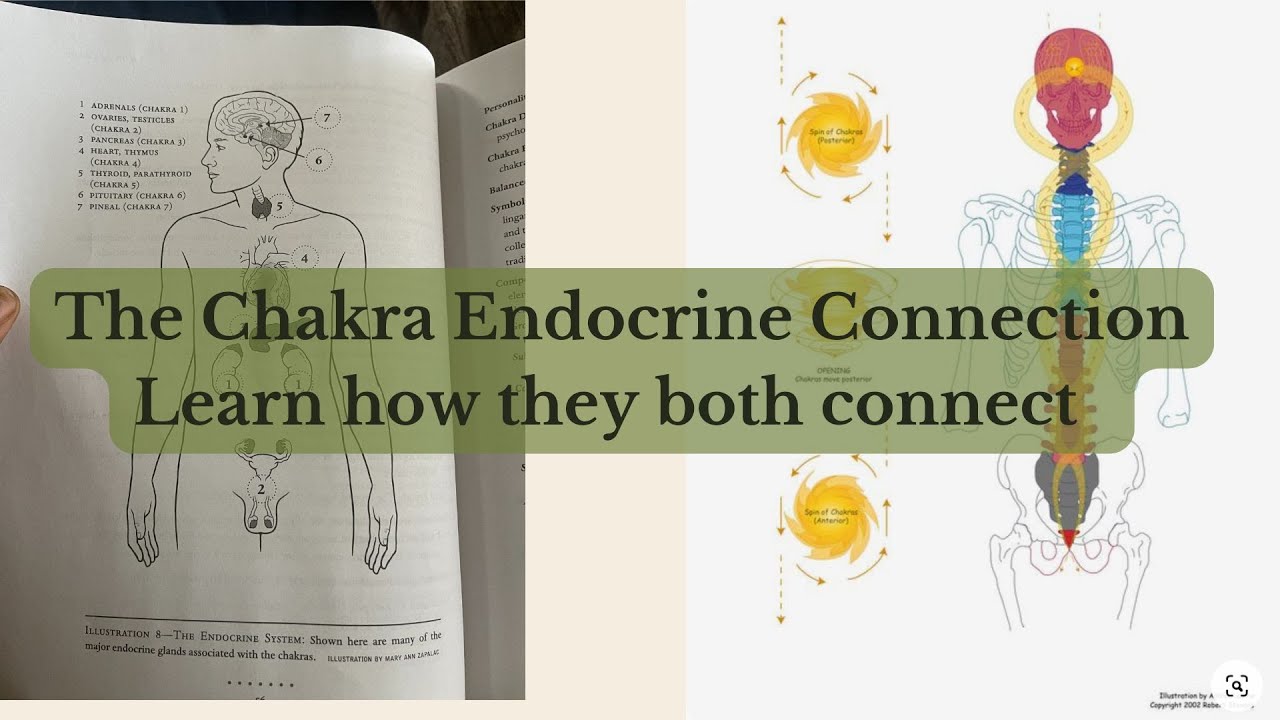 The Hidden Connection Between Your Endocrine System and Chakras - YouTube