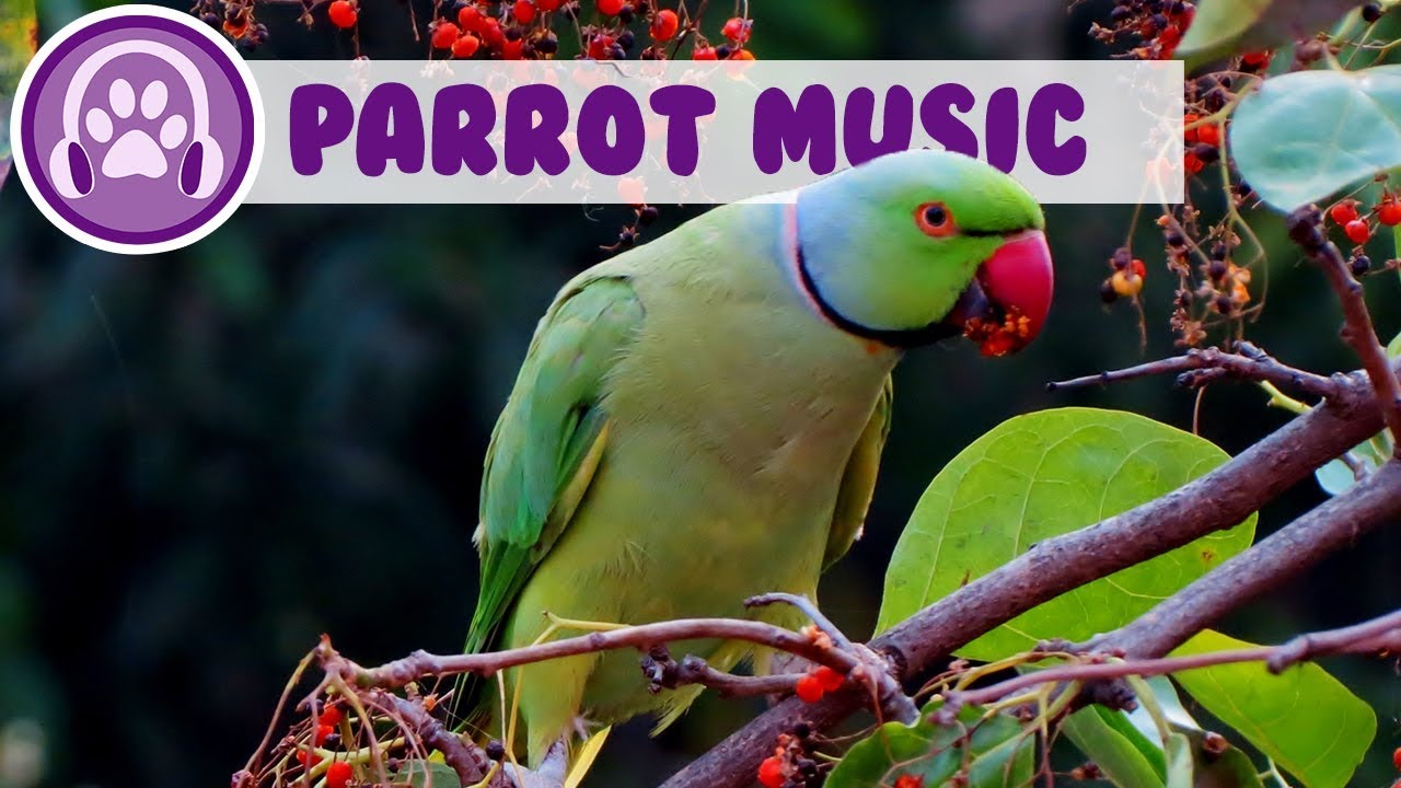 Parrot Relaxation Music - 2 Hours of Separation Anxiety Music (TRIED ...
