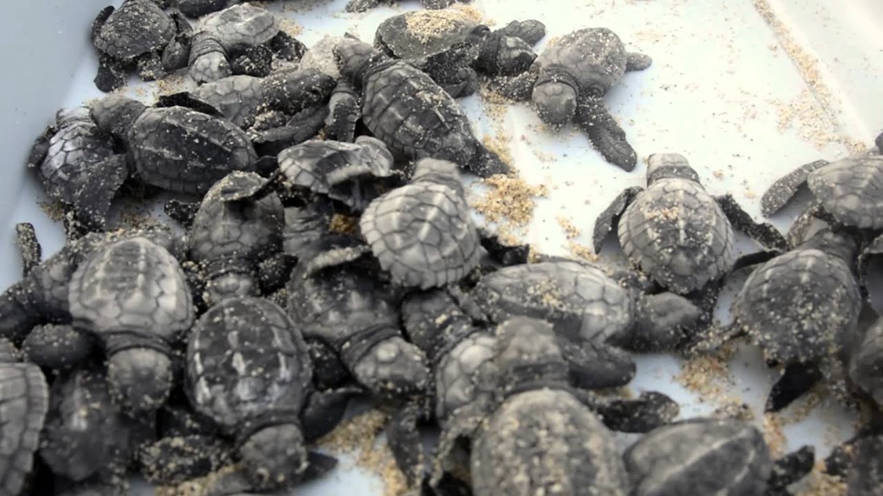 Sea Turtle Release Program in Los Cabos - YouTube