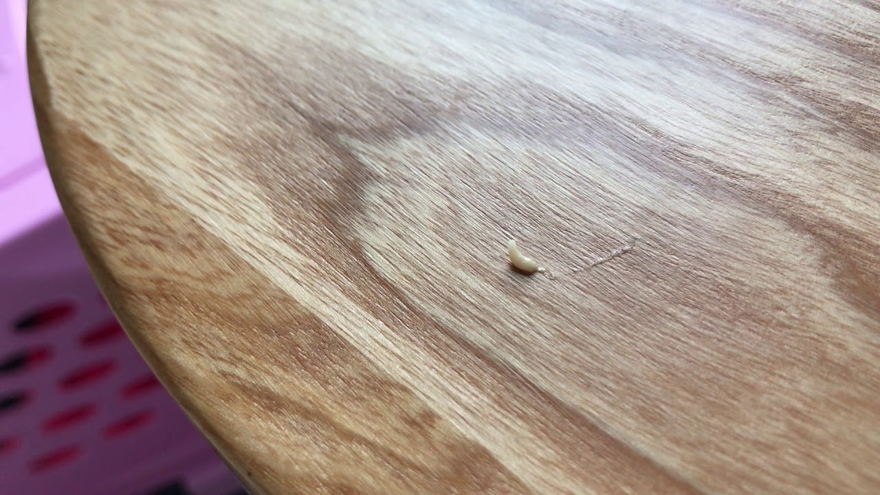 Tapeworm segment showing eggs - YouTube