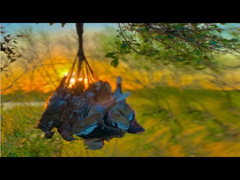 White Wing Dove Hunting Mathers Farm - YouTube