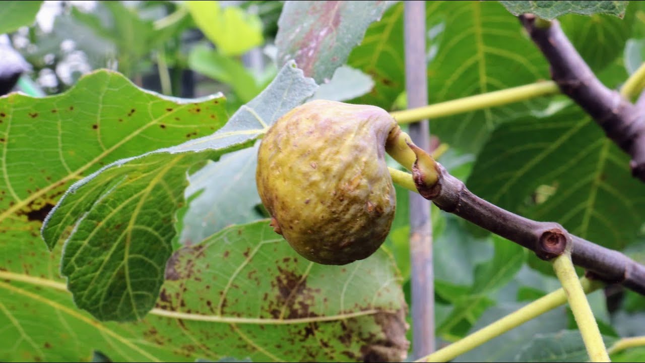Dried Campaniere Figs in Philadelphia - YouTube