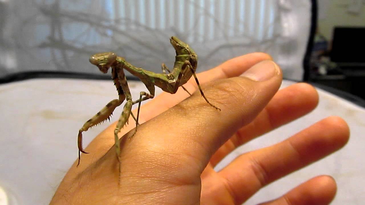 Sub Adult Budwing Mantis - YouTube