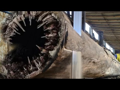 Don't Do That!!! The Mysterious Wood That Is Very Dangerous In The Sawmill