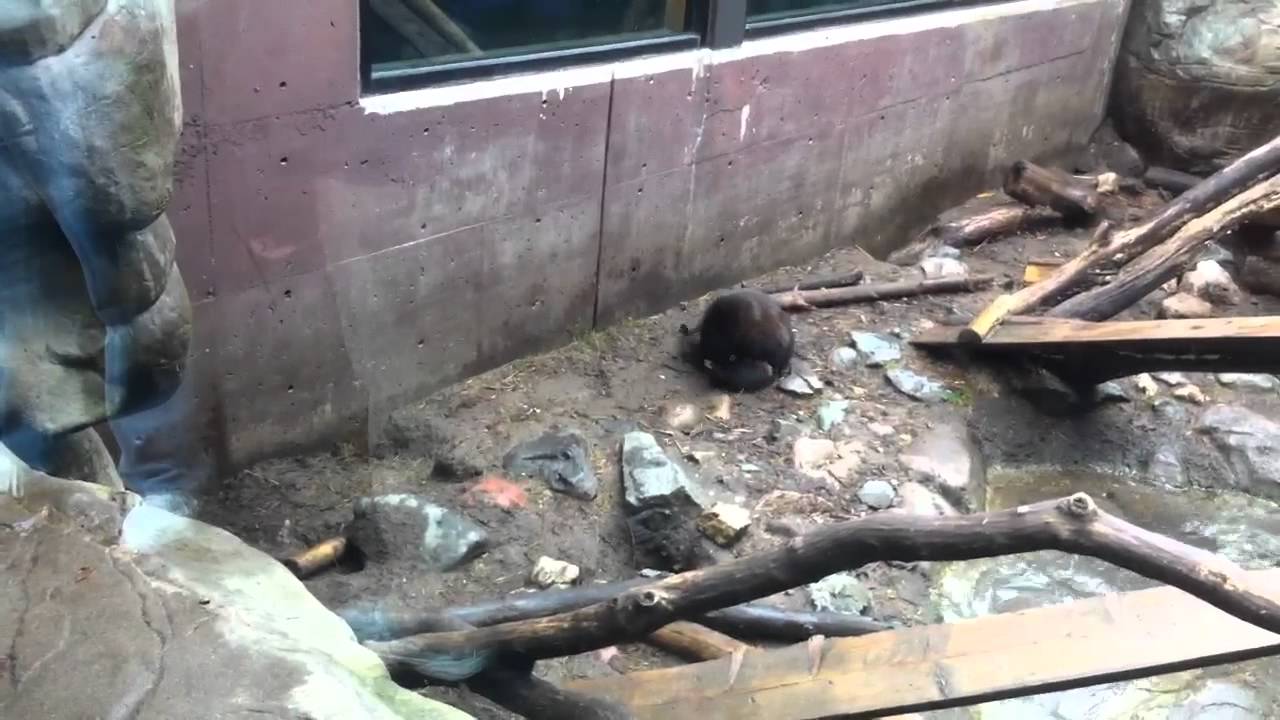 MN Zoo-Wolverine - YouTube