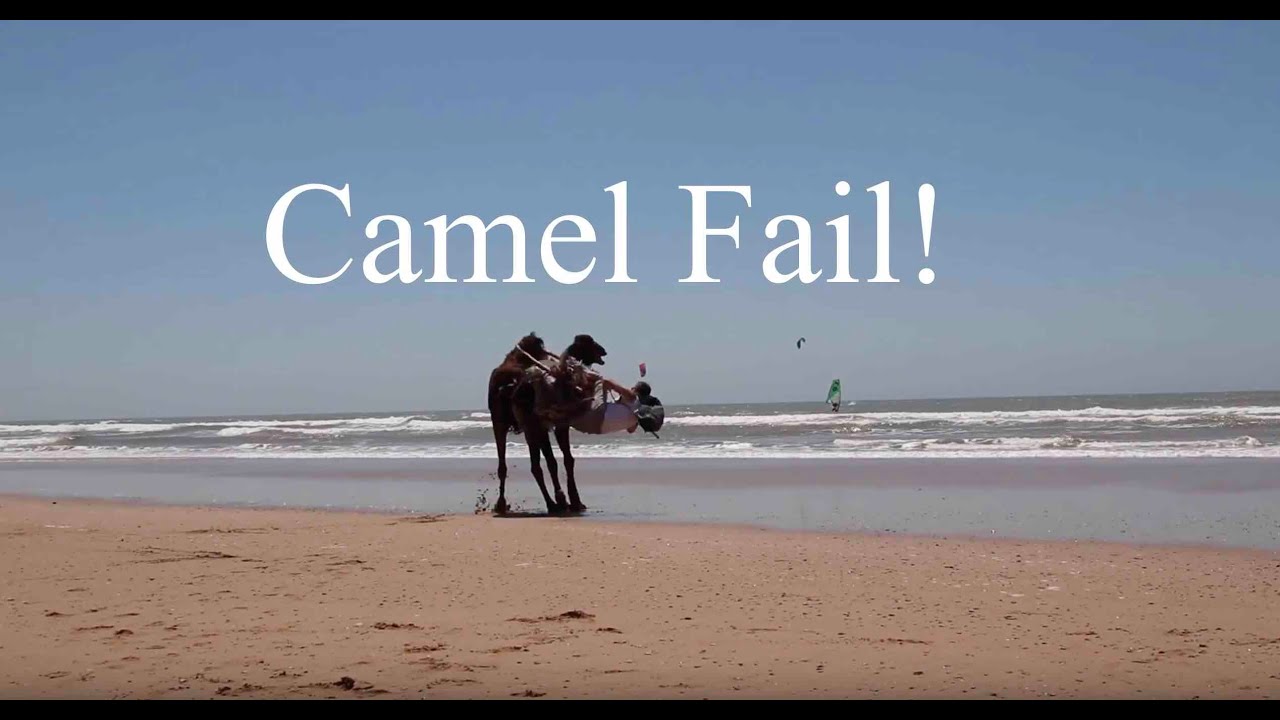Epic Camel Fail - Funny Video - YouTube