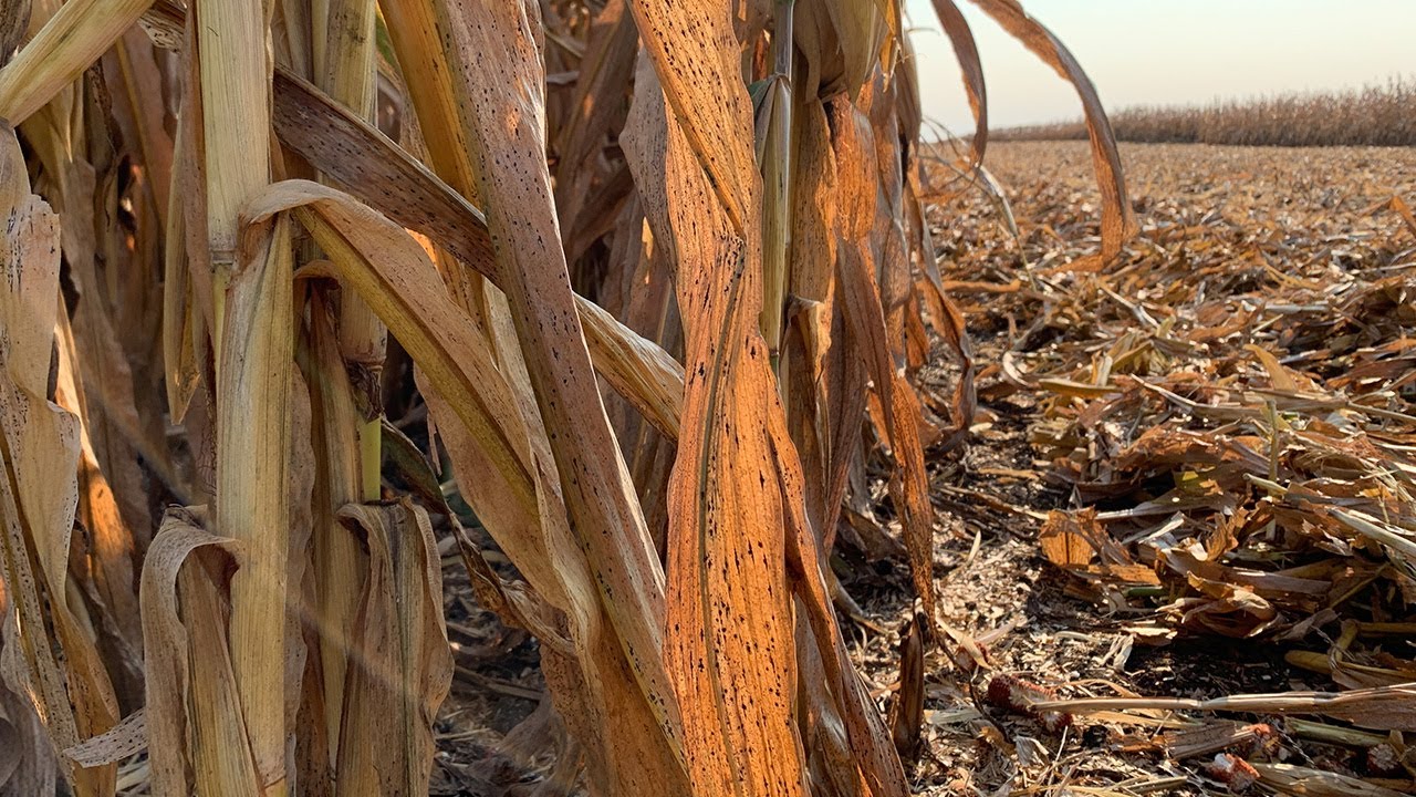 A Systems Approach to Managing Tar Spot - YouTube