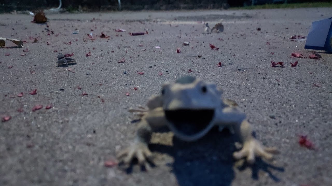 Final firework frog - YouTube