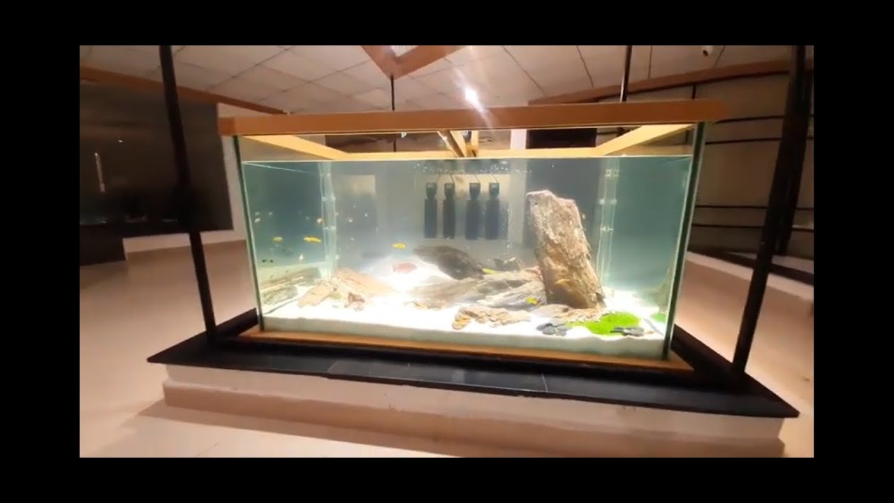 Huge Cichlid Community Tank | Fish On Wheels - YouTube